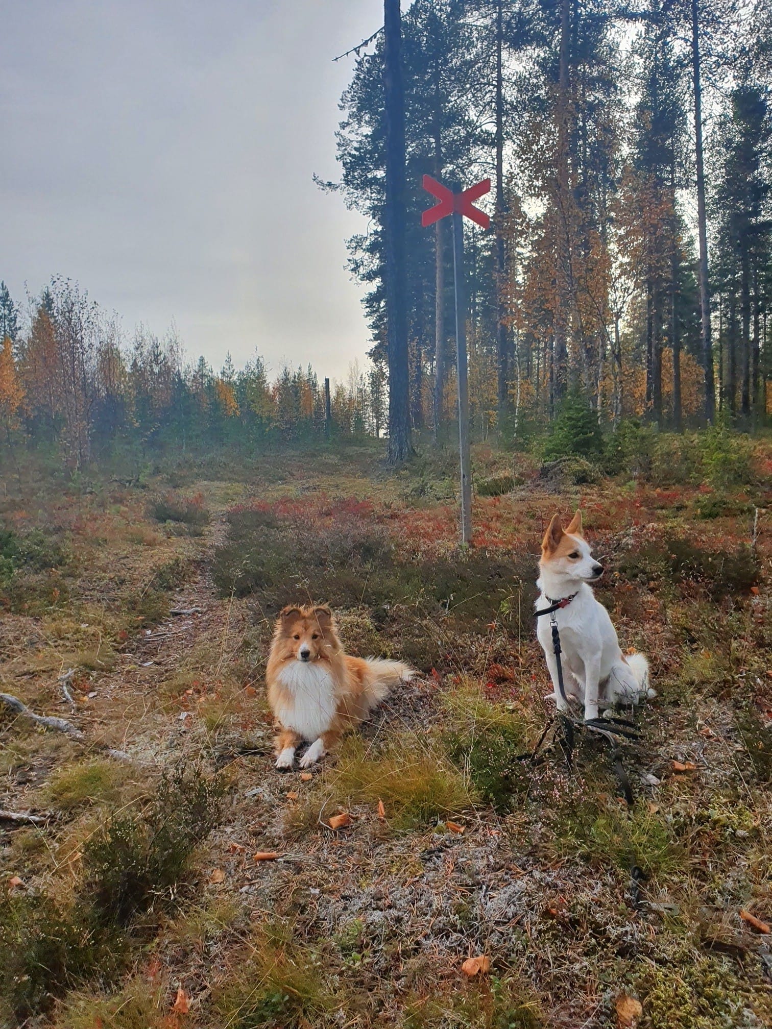 Inventerings projekt ca 80 mil T4 sommarled från fjäll till hav ...